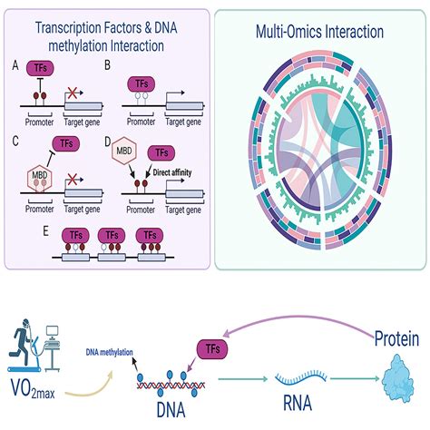 Molecular Landscape Of Sex And Modality Specific Exercise Adaptation