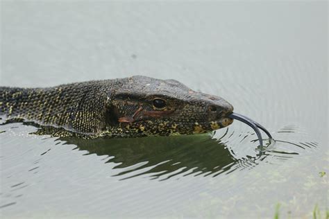 Invasive Monitor Lizard Florida At Matthew Greig Blog