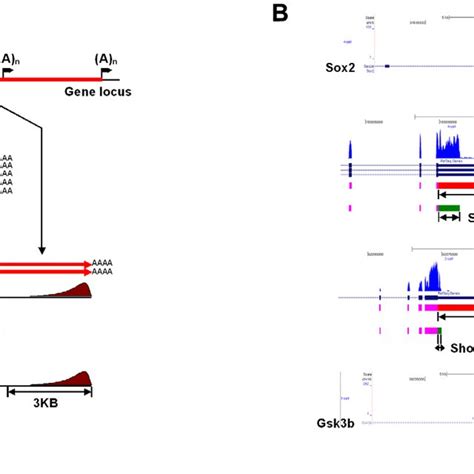 Schematic Diagrams A And Coverage Plots B That Express Short And Download Scientific