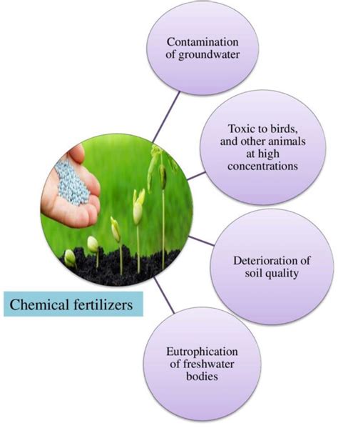 Chemical Fertilizers Impact On Plant Growth And Environmental Sustainability