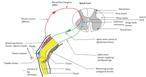 Gluteal Reflex