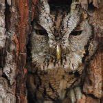 Can Owls Turn Their Heads All The Way Around