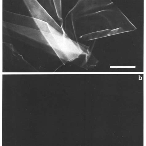 Indirect Immunofluorescence Staining Of Isolated Peritrophic Membranes