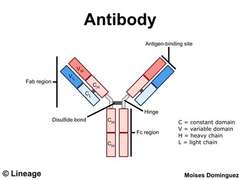 Antigen Structure And Function Antigen Structure And Function