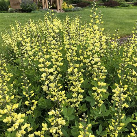 Yellow Flowering Baptisia