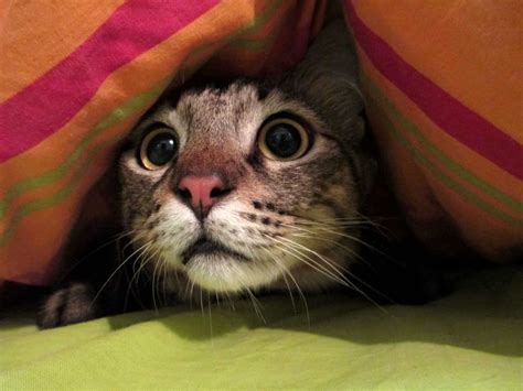 Scared Cat Pictures 5576724 Clipart Library