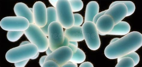 Unicellular Organisms Or Protozoa Single Celled Organisms