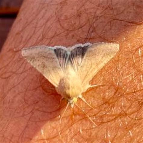 Photo Cotton Bollworm Helicoverpa Armigera