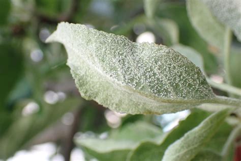 Plant Disease Stage Classification Dataset By Mynewone