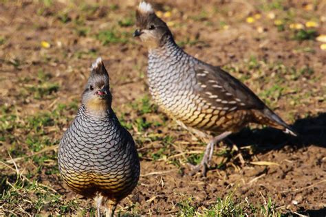 Texas Quail Hunting Forecast South Texas Rolling Plains Trans Pecos