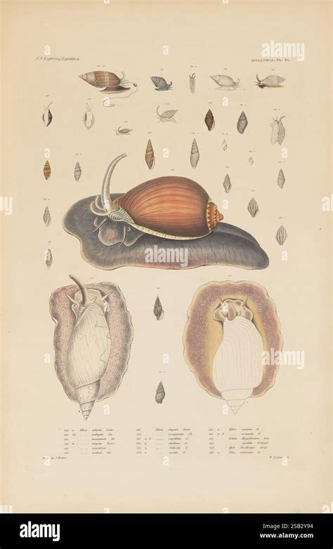 Mollusca Shells Boston Gould Lincoln 1852 Mollusks Taxonomy