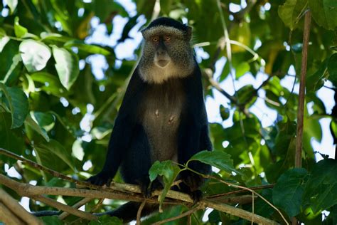 Blue Monkey Wild Expedition