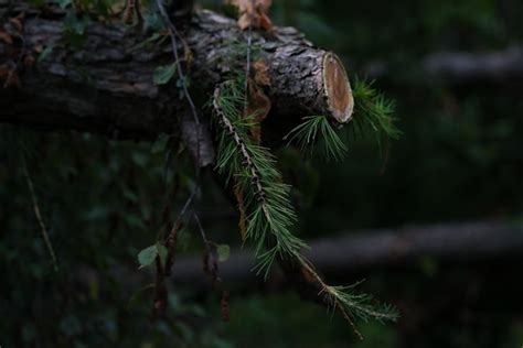 Page 7 Pine Tree Diseases Images Free Download On Freepik