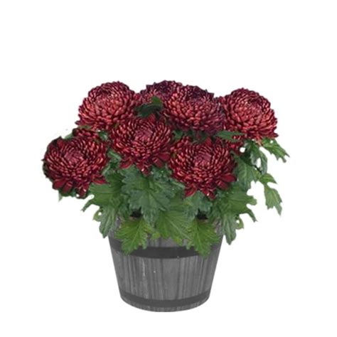 One Floral Cosmo Mum