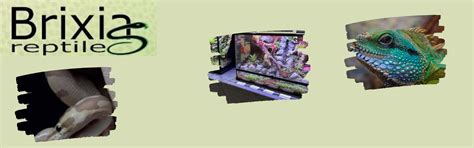 Brixia Reptiles Comune Di Brescia