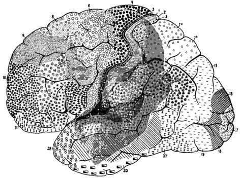 Korbinian Brodmann Portraits Of European Neuroscientists