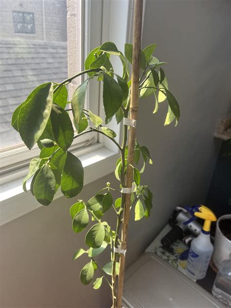 Should I Be Worried About These Droopy Leaves On My Young Meyer Lemon