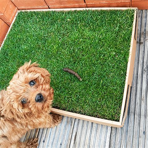 Piddle Patch On Bbc Dragons Den