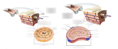 Compact VS Spongy Diagram Quizlet