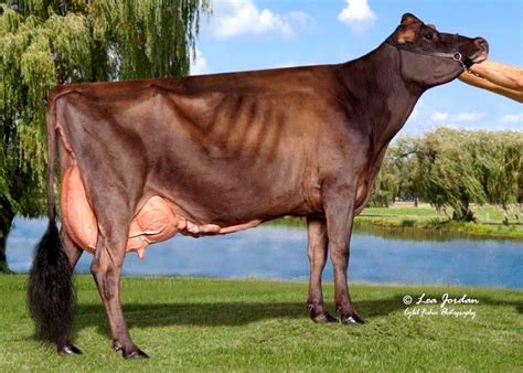 Jersey Dairy Cattle Jersey Cow Cattle