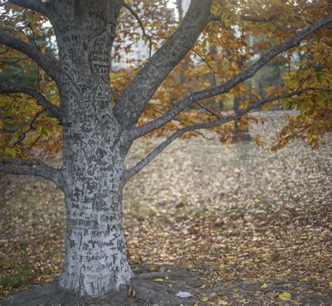 Tree With Writing Stock Image Image Of Etched Carved 62339023
