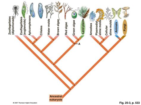 Ppt Protists Powerpoint Presentation Free Download Id 5763724