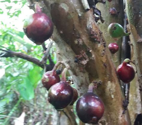 Plinia Sp Navel Costada Jaboticaba Seeds
