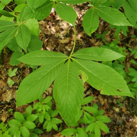 Yellow Buckeye Search Native Plant Hub