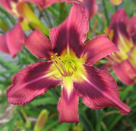 Delta Force Gossard 2004 Seize The Daylilies