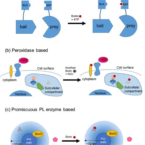 Proximity Labeling Pl Methods Categorized By The Enzyme Used Download Scientific Diagram