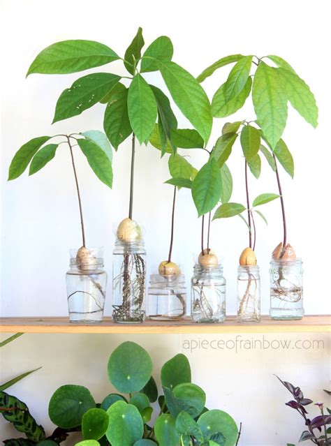 Indoor Avocado Tree
