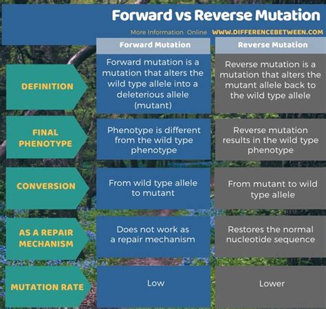 Types Of Reverse Mutation At Sophie Denny Blog