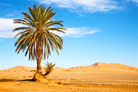 12 Trees That Can Grow In The Desert And How They Do It Tree Journey