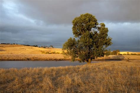 Tree In Golden Light Stock Photo Image Of Flora Yellow