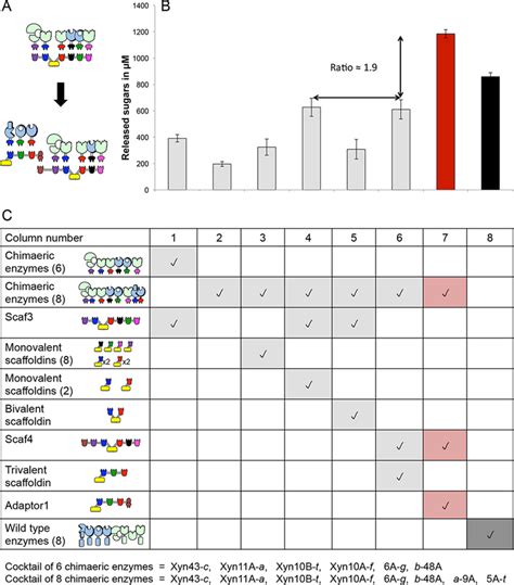 Extended Designer Cellulosomes A Schematic Representation Of The Download Scientific Diagram