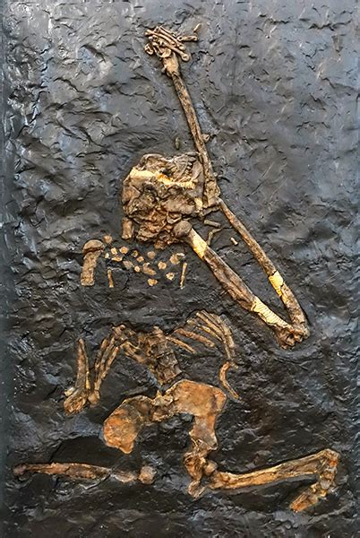 Oreopithecus An Ancient Ape