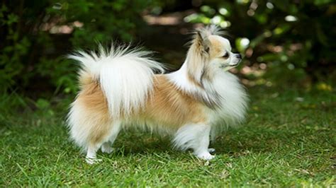 Long Haired Chihuahua A Guide To Training And Care