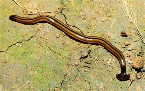 Weird Snake Is Actually An Invasive Giant Hammerhead Worm
