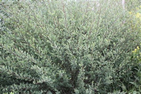 Ива пурпурная (видовая) (Salix purpurea) - Северная Флора
