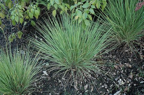 Savannah Ruby Grass Melinis Nerviglumis Savannah In Wilmette