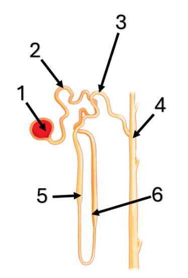 Nephron Loop Picture Diagram Quizlet