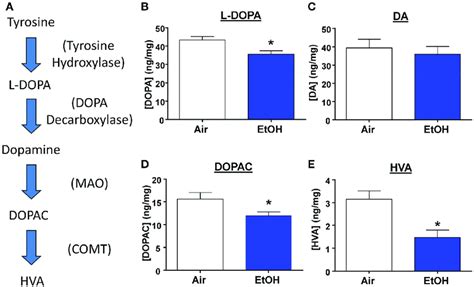 L Dopa And Da Metabolite Levels Are Decreased By Ethanol Exposure