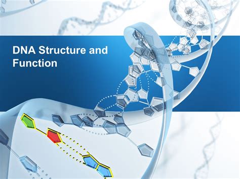 Dna Structure And Function Powerpoint