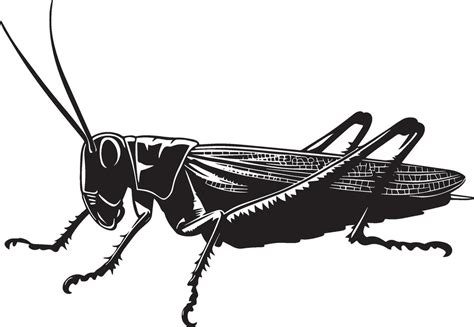 Black Illustration Of A Grasshopper Moving Low To The Ground Legs