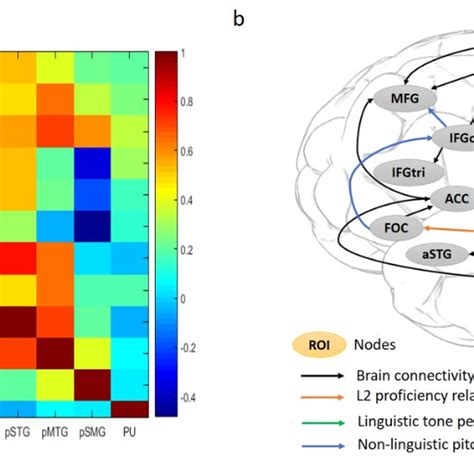 A Correlation Matrix Of BOLD Signal Changes In The Regions Of Download Scientific Diagram