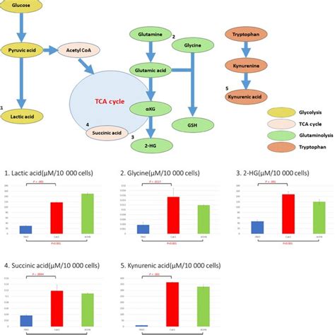 Relationships Between Five Selected Metabolites And Their Metabolic