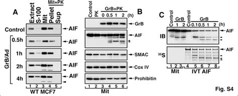 Figure S4 Aif Cleavage By Grb A Kinetics Of Aif Release From