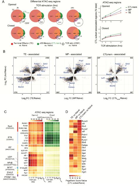 Figure 1 From The Transcription Factor Runx3 Establishes Chromatin