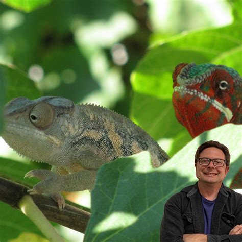 Four Horned Chameleon Care