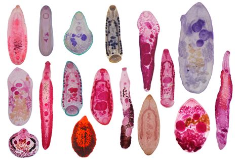 Intestinal Flukes Live Disease Free